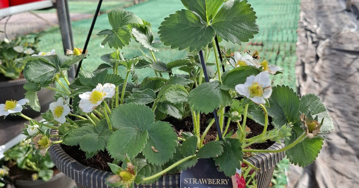 Supreme Strawberries - New for 2026! | Quantil