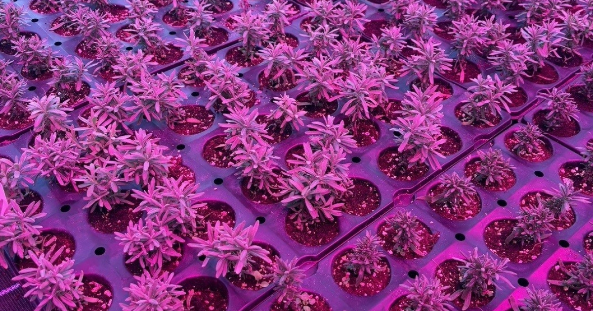 UV Lights to aid growing in Winter | Quantil