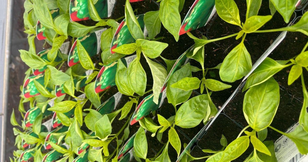 Vegetable Season has arrived! | Quantil